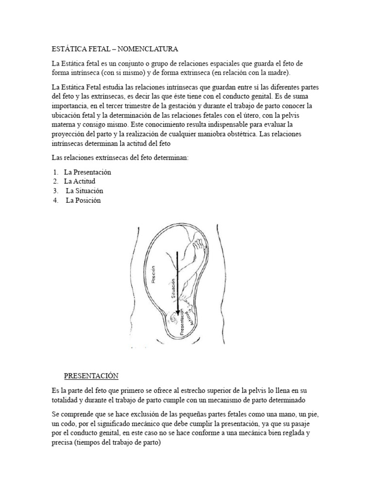 Estática Fetal | Descargar gratis PDF | Anatomía