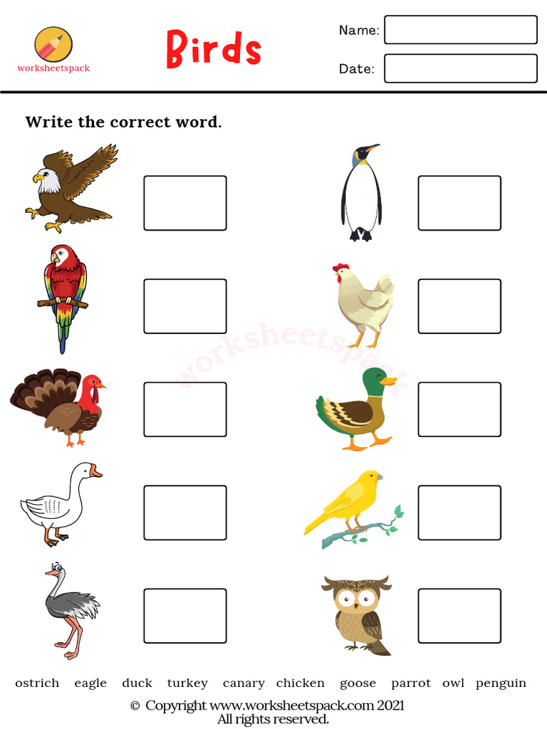Birds Worksheets PDF Write The Word | PDF