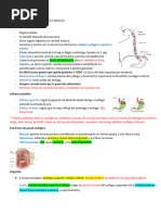 Anatomia, Irrigacion, Inervación Del Esofago y Estomago | PDF ...