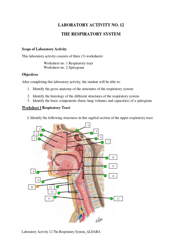 LABORATORY 12 Respiratory System | PDF | Respiratory Tract | Physiology