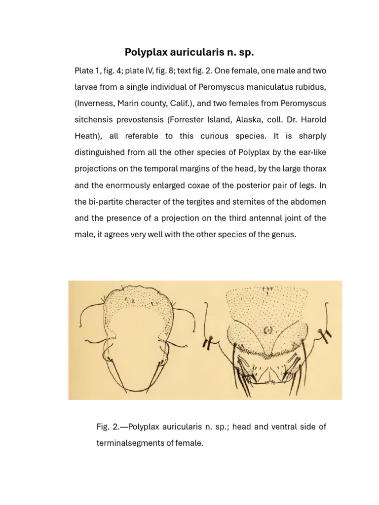 Polyplax Auricularis | PDF | Anatomical Terms Of Location