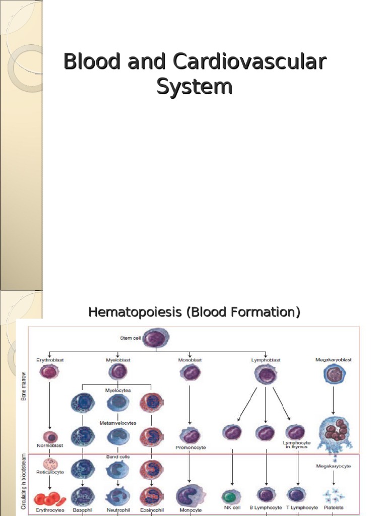 Blood and Cardiovascular System Overview | PDF | Artery | Vein