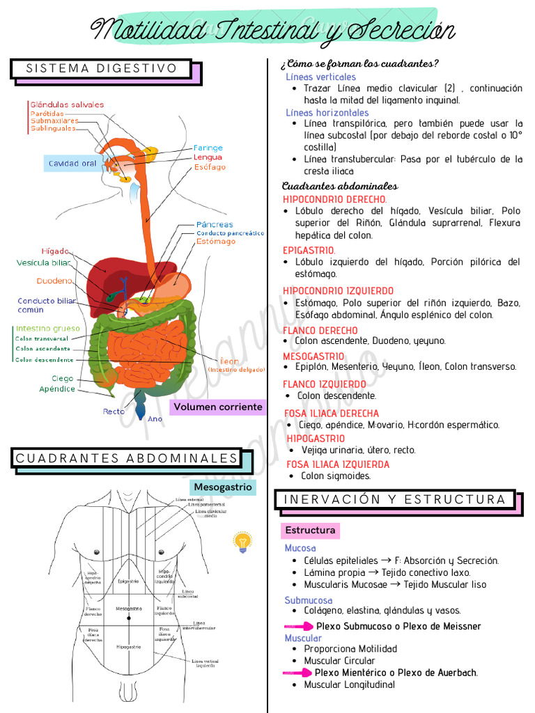 Motilidad Intestinal y Secreción | Descargar gratis PDF | Estómago ...