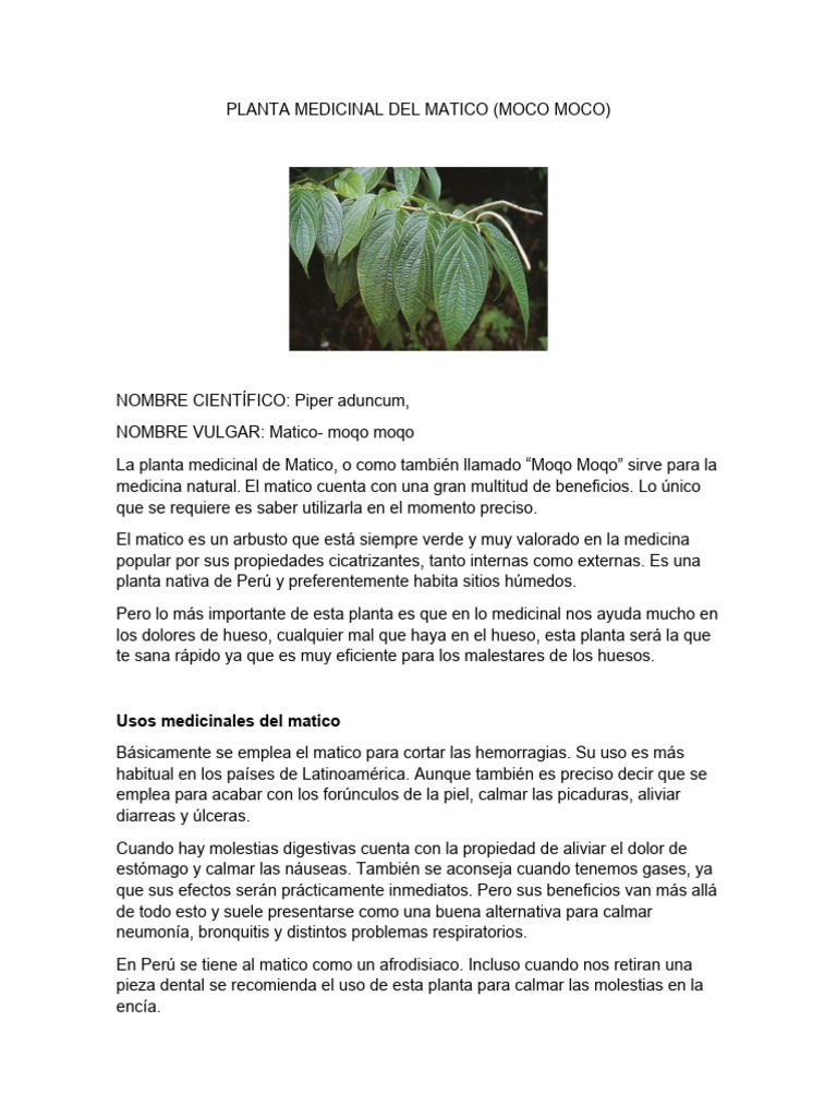 Planta Medicinal Del Matico | PDF | Bienestar