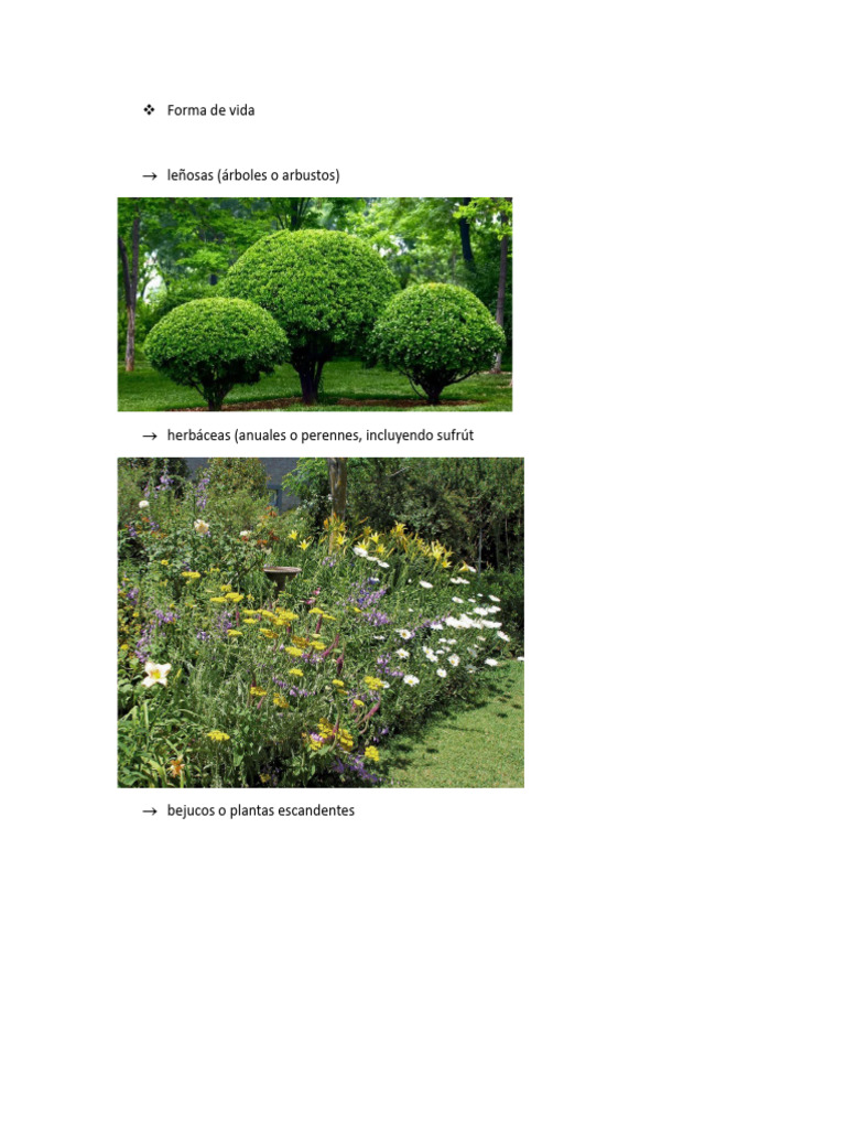 Caracteres Espermatofitas | PDF | Hoja | Plantas