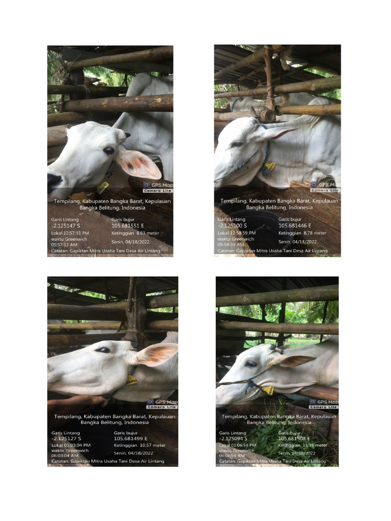 Foto Sapi | PDF
