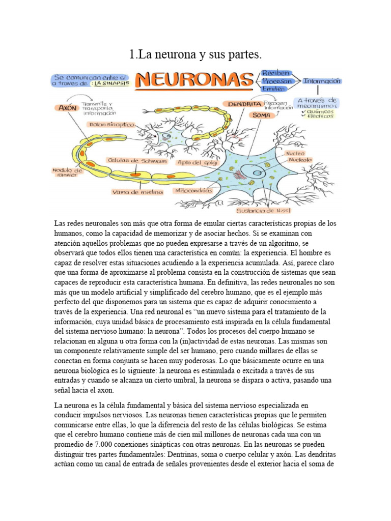 Partes fundamentales de una neurona | PDF | Neurona | Sinapsis