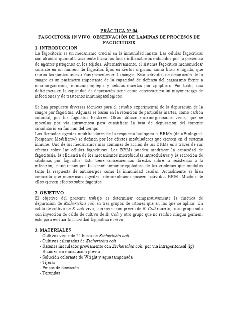Practica Fagocitosis Pdf Fagocito Inmunología
