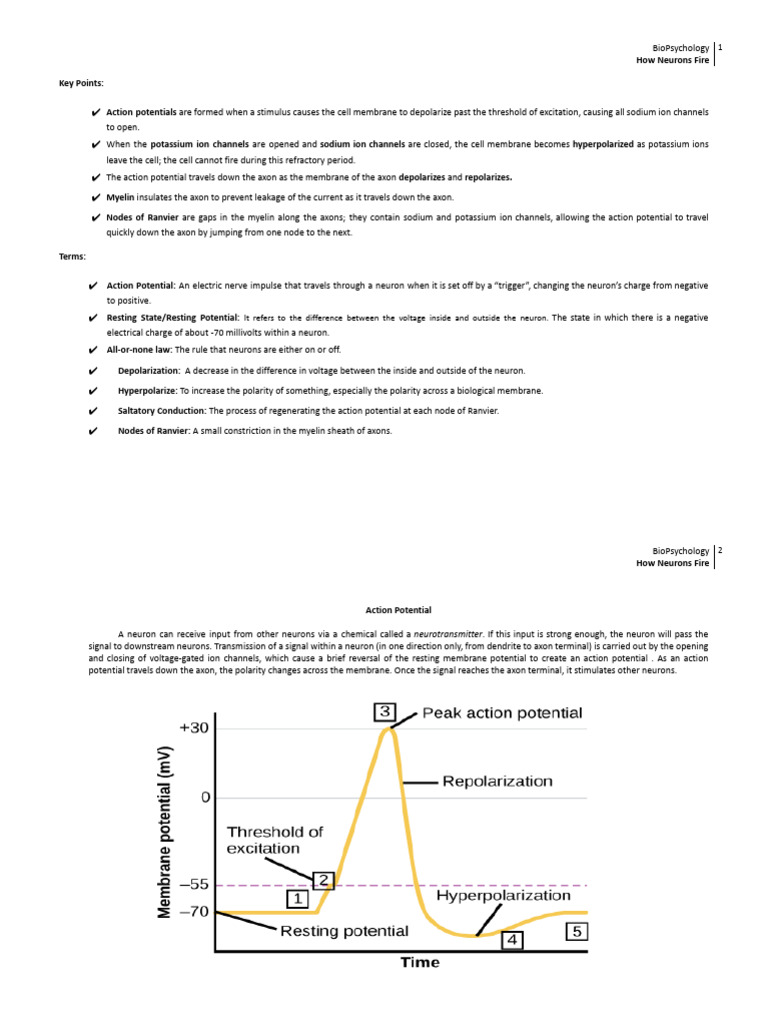 Topic 02B - How Neurons Fire | PDF | Action Potential | Depolarization