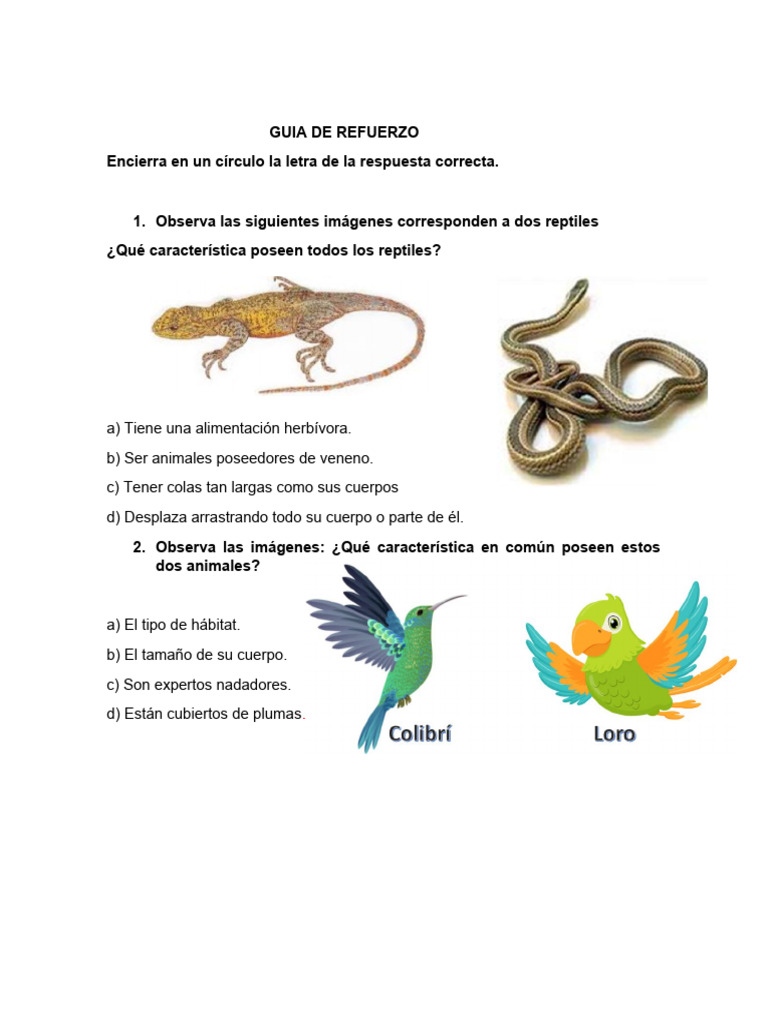 Ciencias Naturales Vertebrados Invertebrados | PDF | Anfibio | Reptil