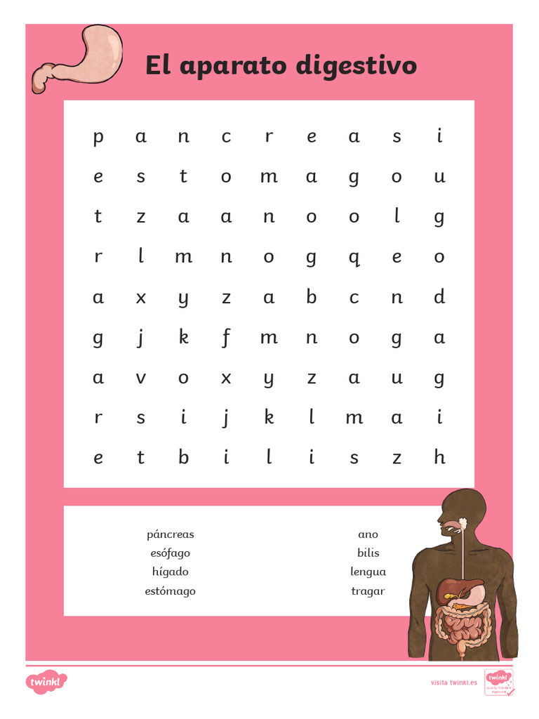 El Aparato Digestivo Sopa de Letras | PDF