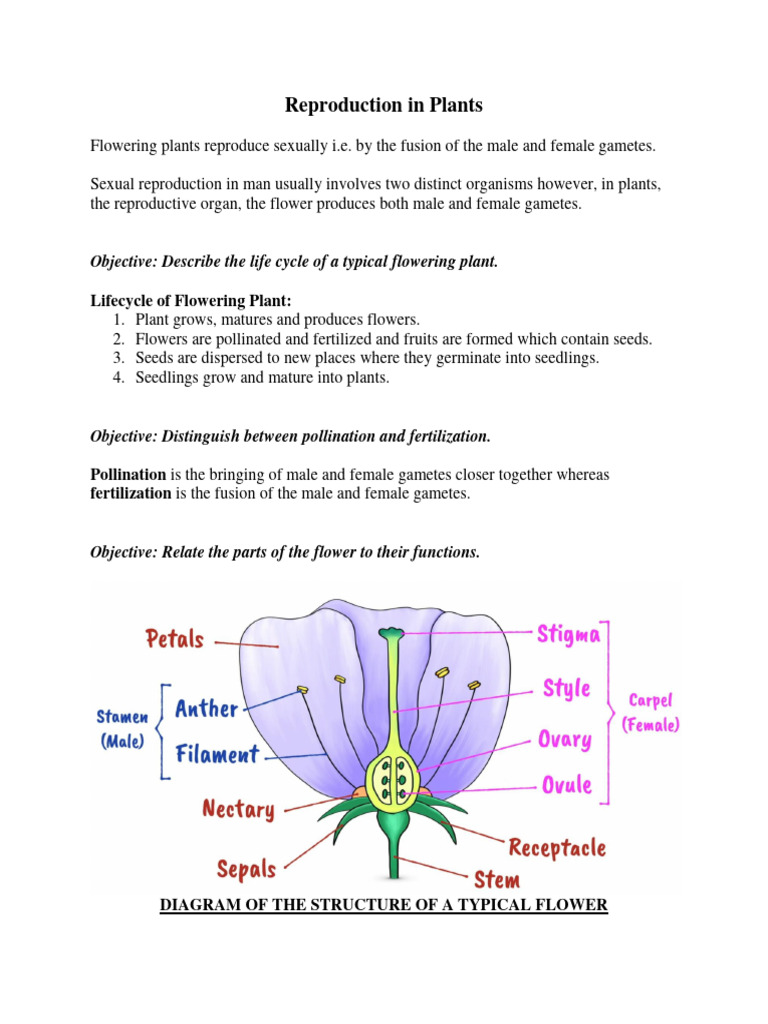 Reproduction in Plants | Download Free PDF | Flowers | Fruit