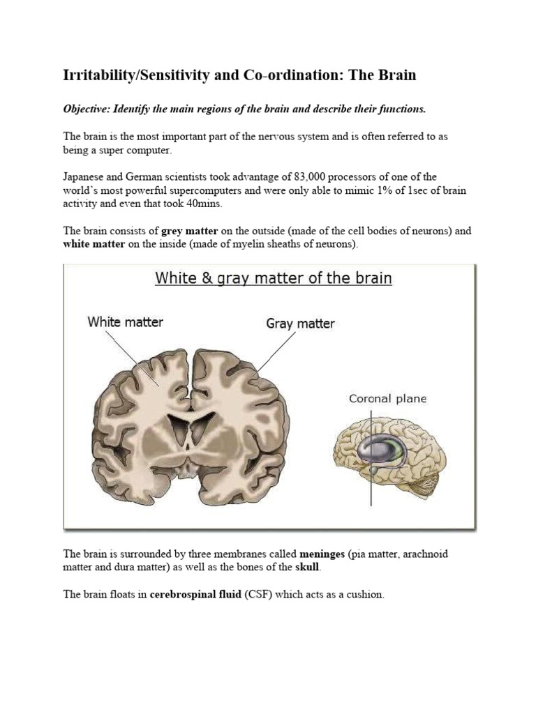 Irritability, Sensitivity and Co-Ordination - The Brain and Endocrine ...