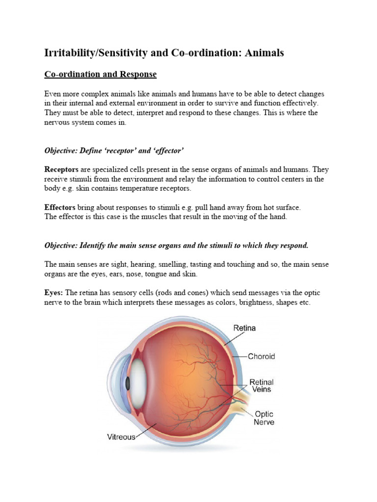 Irritability, Sensitivity and Co-Ordination - Animals | PDF | Axon | Neuron