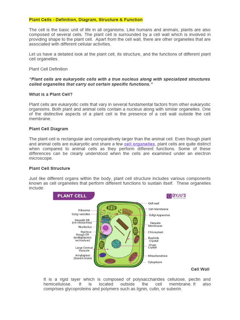 Plant Cells | PDF | Cell (Biology) | Vacuole