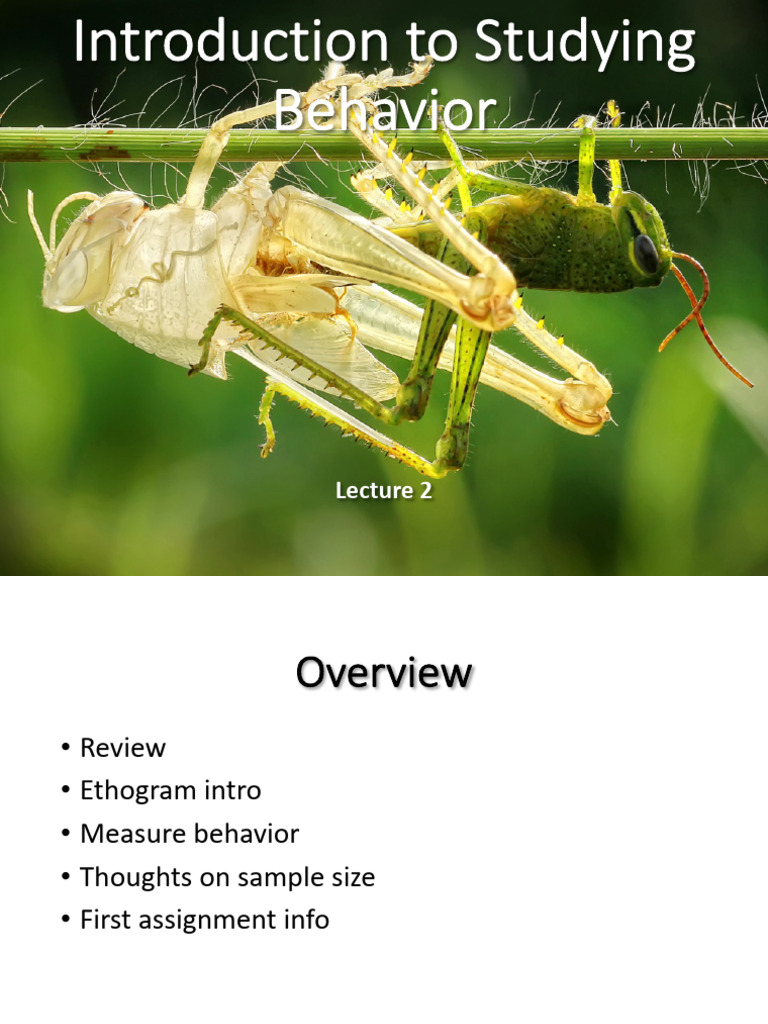 02 Lecture Animal Behavior Holt PDF | PDF | Statistics | P Value