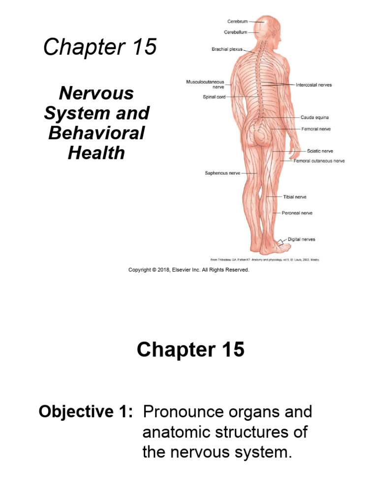 Chapter 15 | PDF | Central Nervous System | Dementia