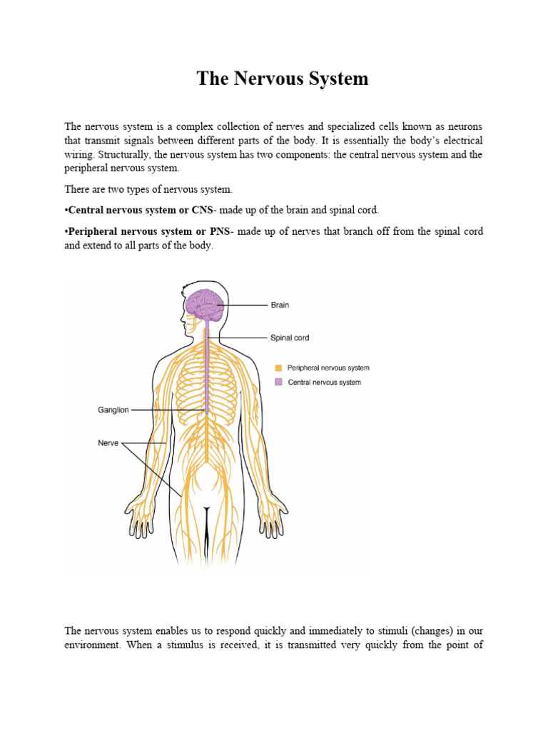 Grade 10 Week 1b Term 2 the Nervous System (2) | Download Free PDF ...