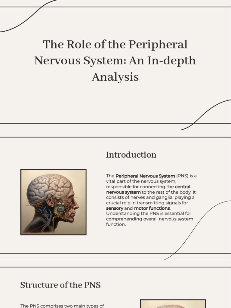 Understanding the Peripheral Nervous System | PDF | Nervous System | Nerve
