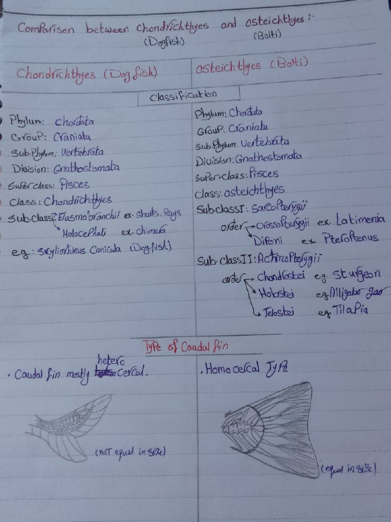 Chordates Task.(A comparison between Bony and Cartilaginous fish),By ...