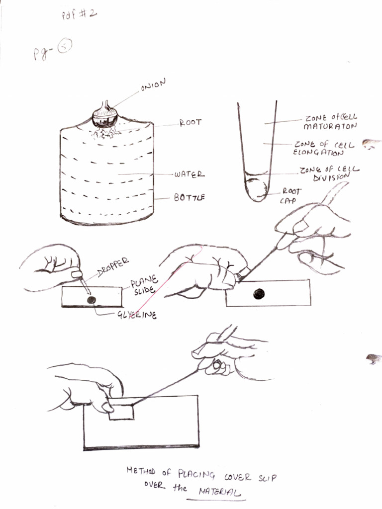 Anatomy of Onion Cells | PDF | Cell Anatomy | Genetics