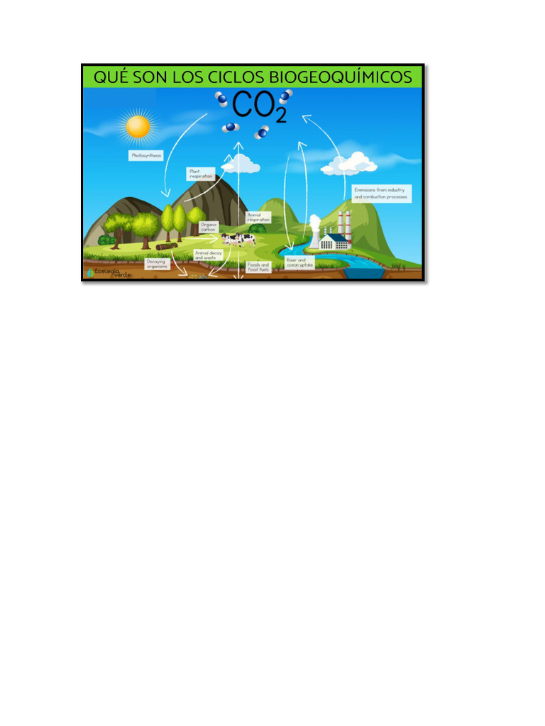 Bio Qui Mico | PDF