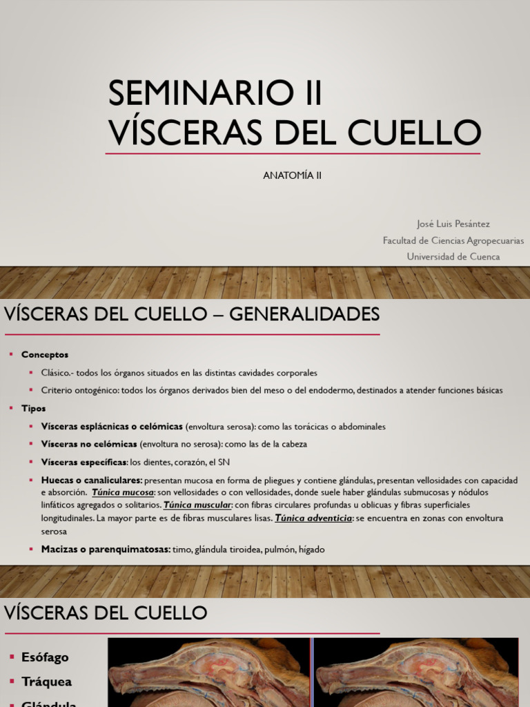 Anatomía de las vísceras del cuello | PDF | Nervio vago | Tiroides
