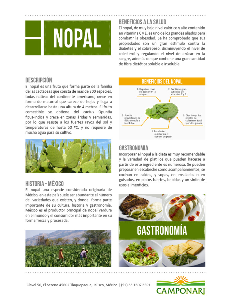 Ficha Nopal en Español | PDF | Cocina | Alimentos