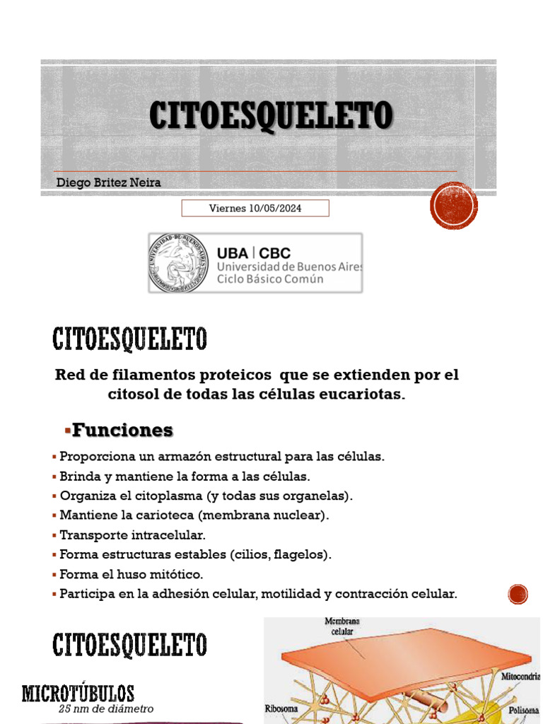 Estructura y Función del Citoesqueleto Celular | PDF | Microtúbulos ...