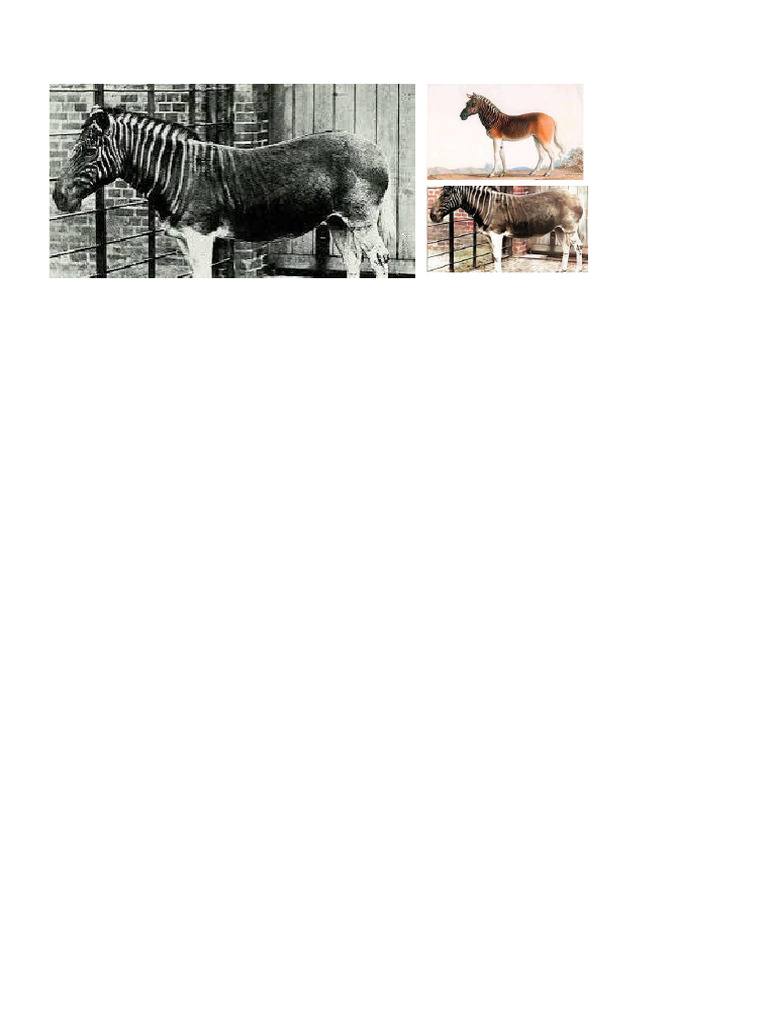 Quagga | PDF