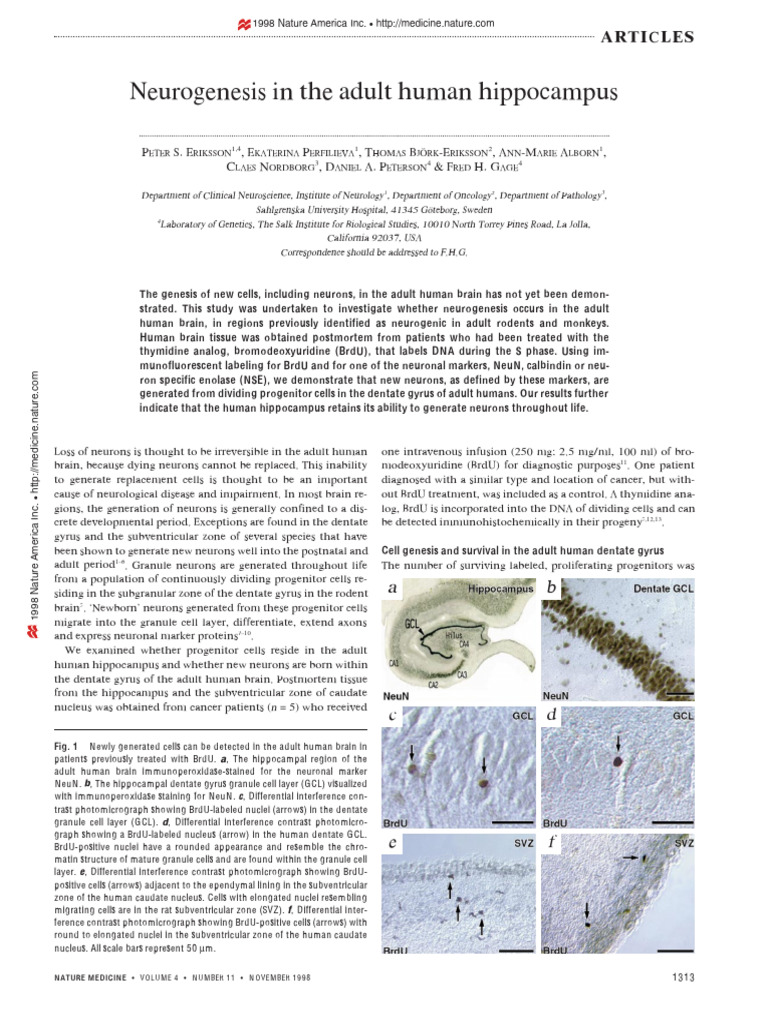 Neurogenesis in the adult human hippocampus | PDF | Neurogenesis | Hippocampus