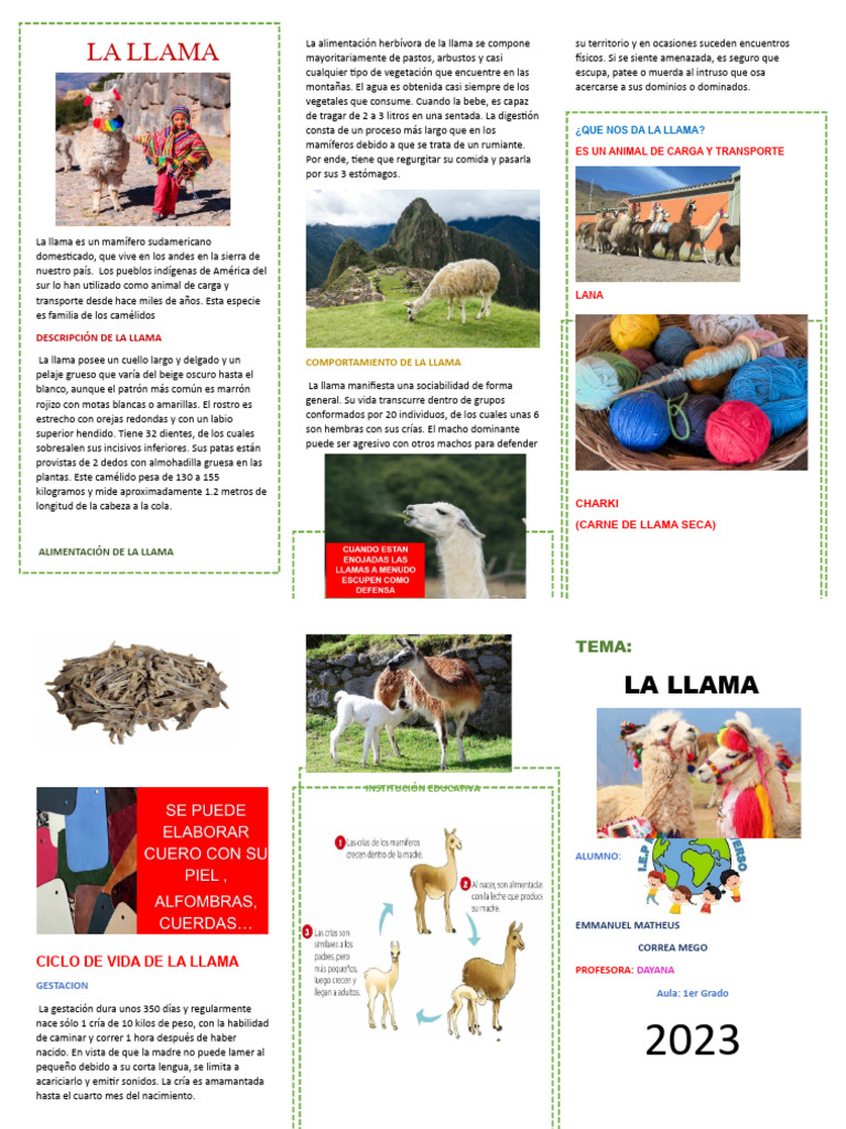 La Llama | PDF | Zoología