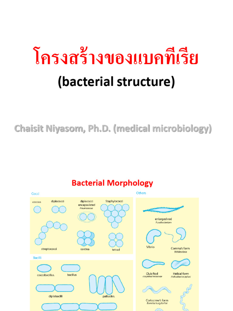 Bacterial | PDF