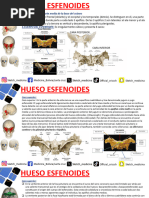 1 Region Superciliar | PDF | Cráneo | Anatomía humana