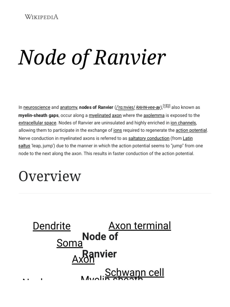 Node Of Ranvier Wikipedia Pdf Myelin Axon