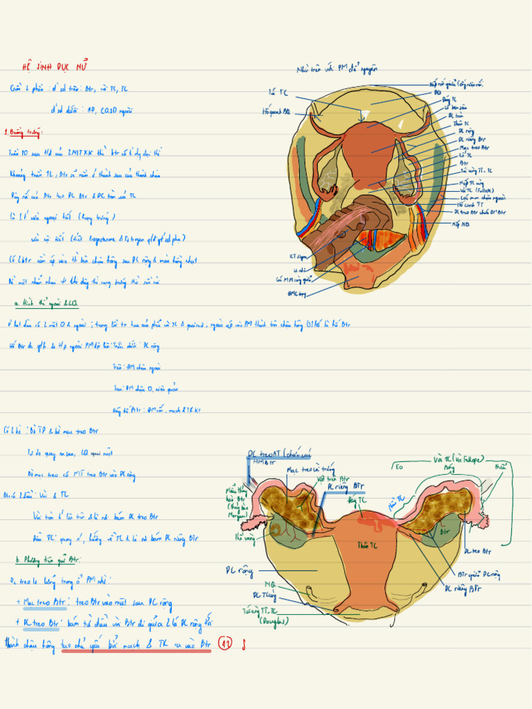 Anatomy 2 | PDF