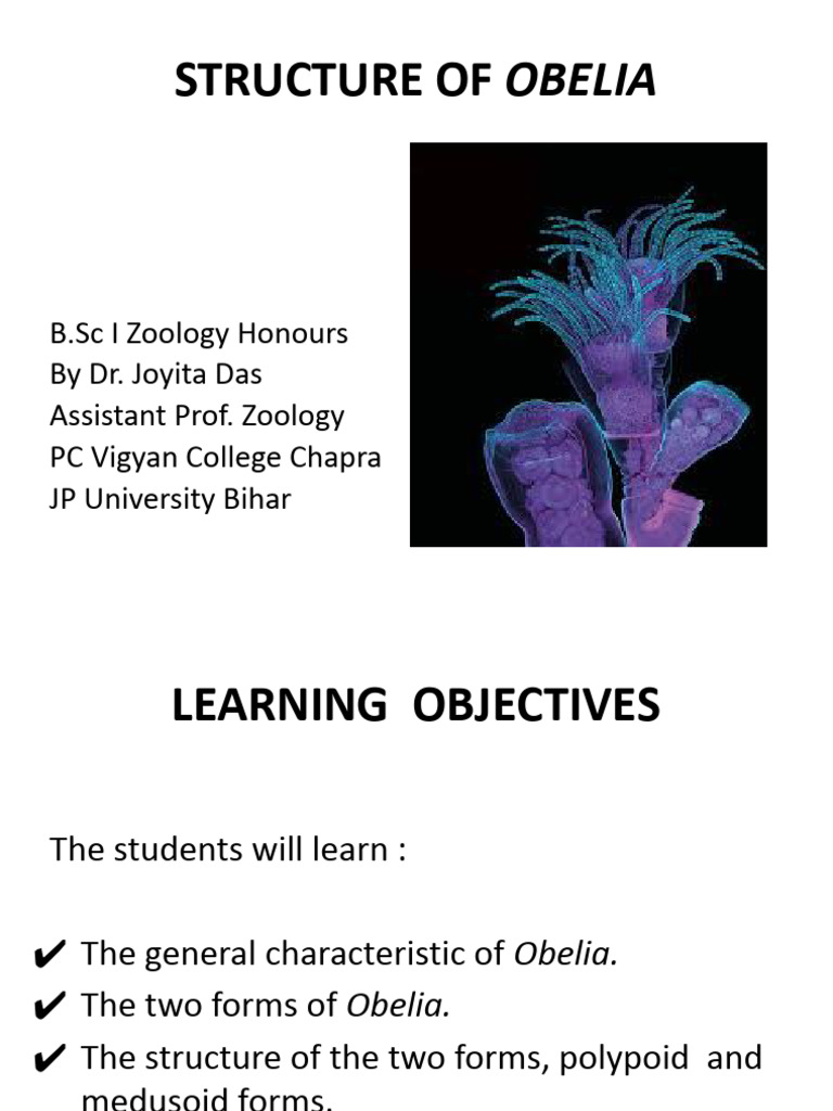 STRUCTURE OF OBELIA | PDF