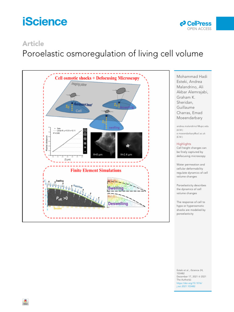 Poroelastic Osmoregulation of Living Cell Volume - 2021 - Iscience | PDF | Cell Membrane ...