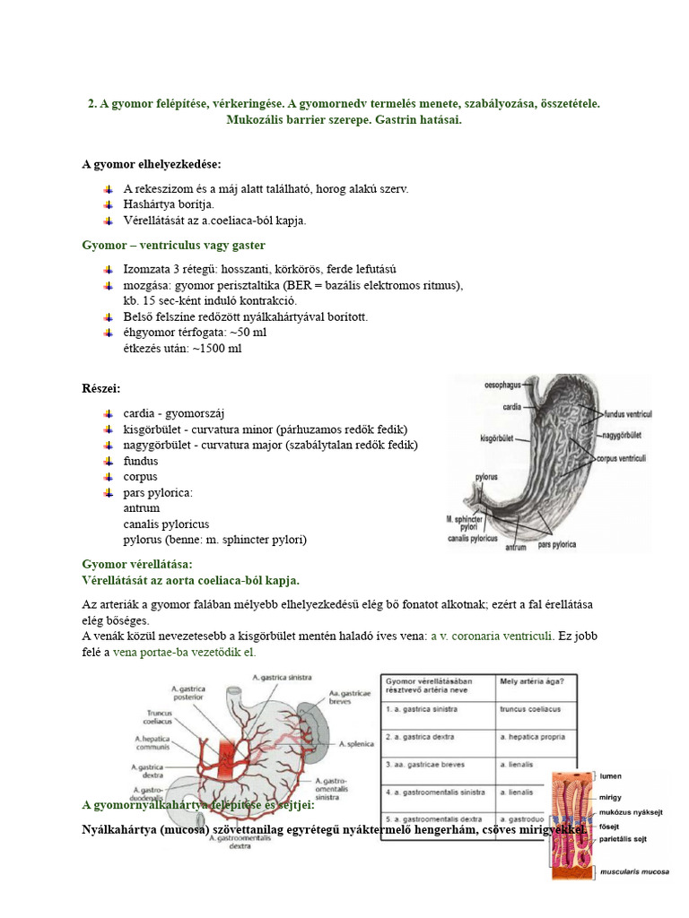 Tétel - Gyomor - Anatómia | PDF