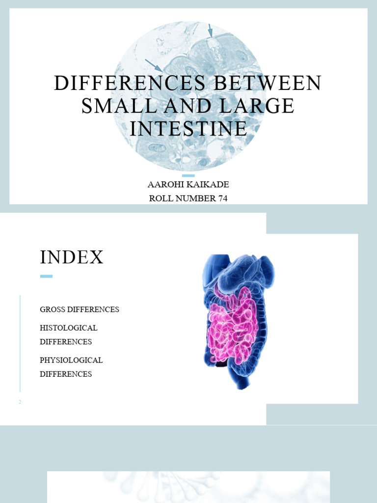 Differences Between Small and Large Intestine | PDF | Small Intestine ...
