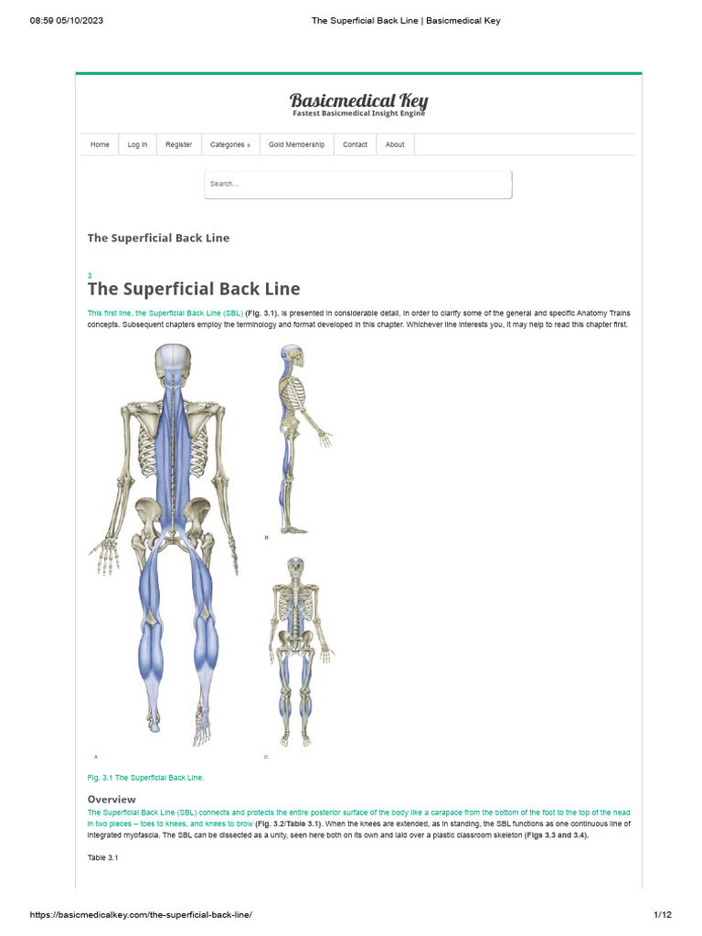 Superficial Back Line Anatomy Overview | PDF | Foot | Ankle