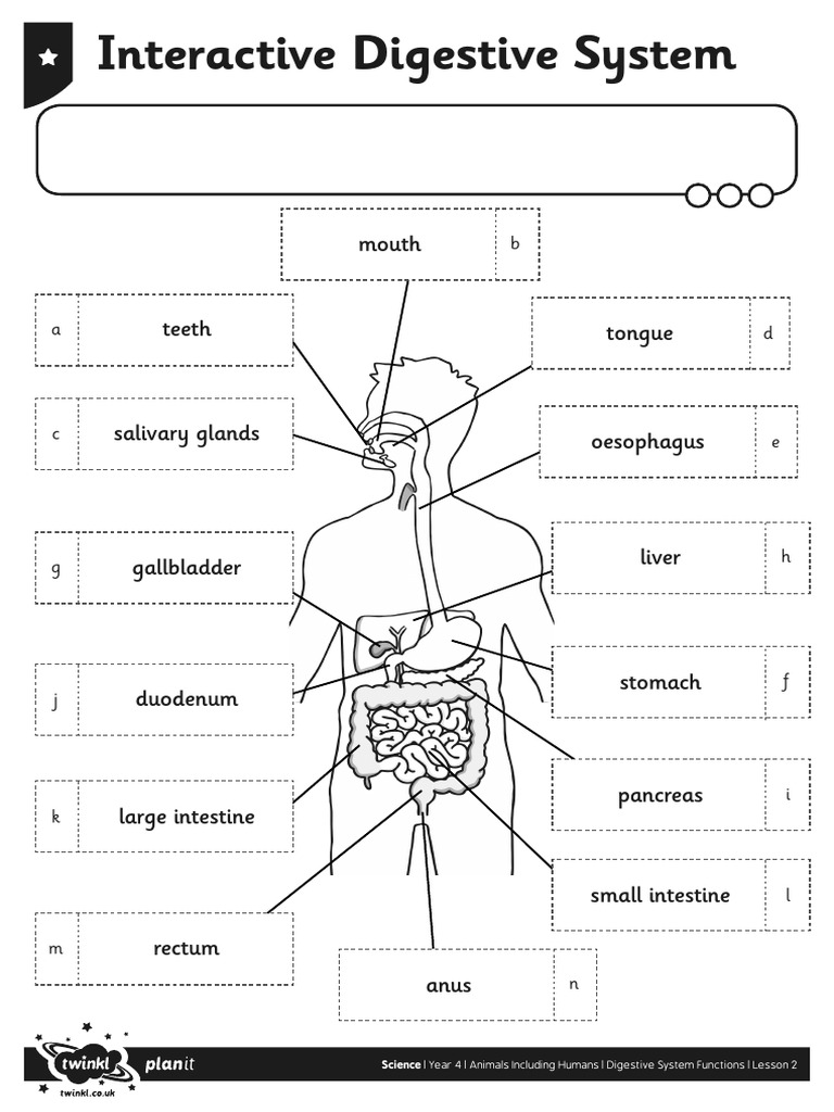 Year 4 Interactive Digestive System Guide | PDF | Human Digestive ...