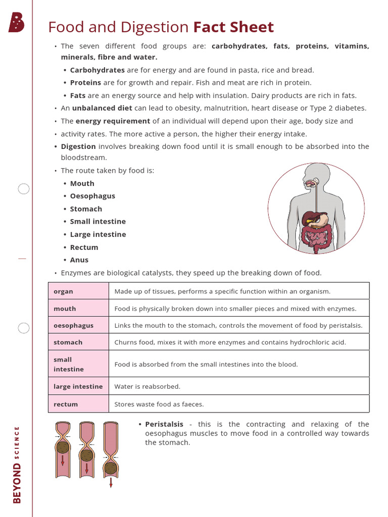 Food and Digestion Fact Sheet | PDF
