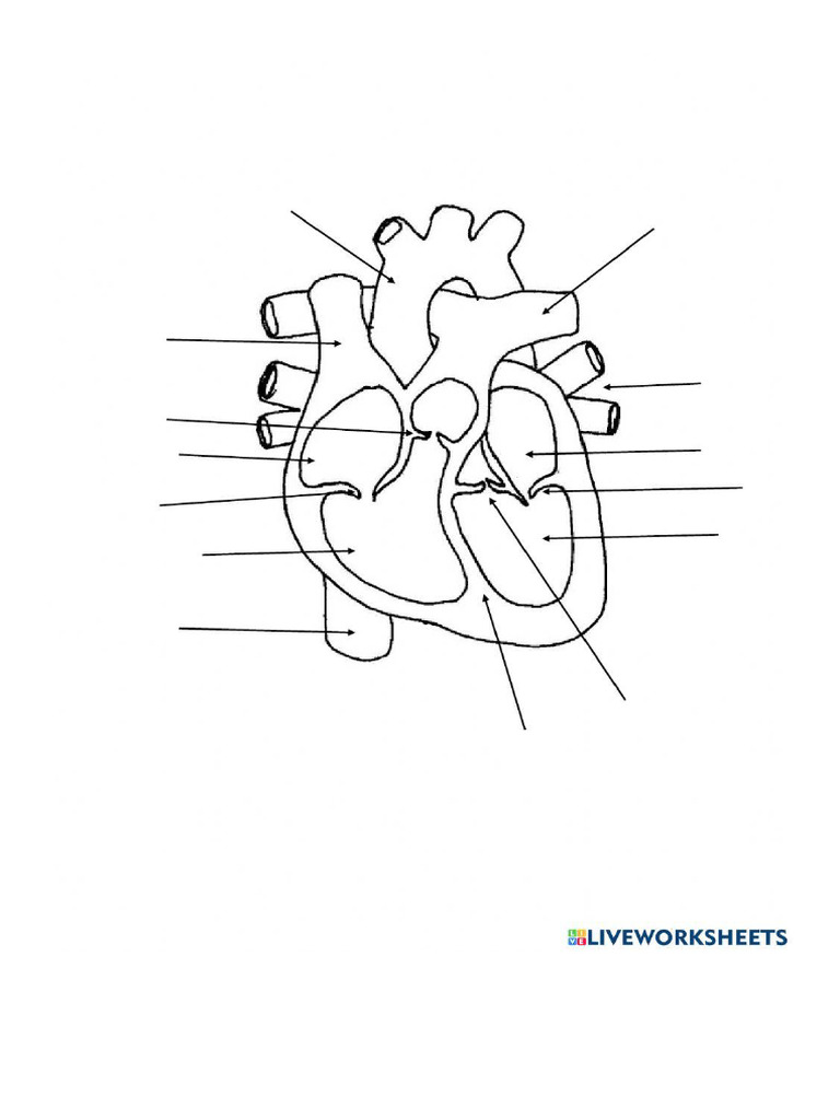 Heart Diagram Live Worksheets | PDF