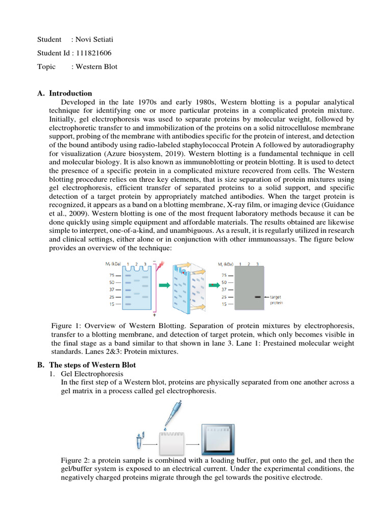 Novi Setiati - Final Report II | PDF | Western Blot | Gel Electrophoresis