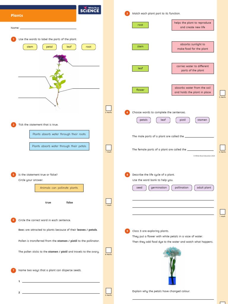 Y3 Summer Block 1 EoBA Plants | PDF | Petal | Flowers
