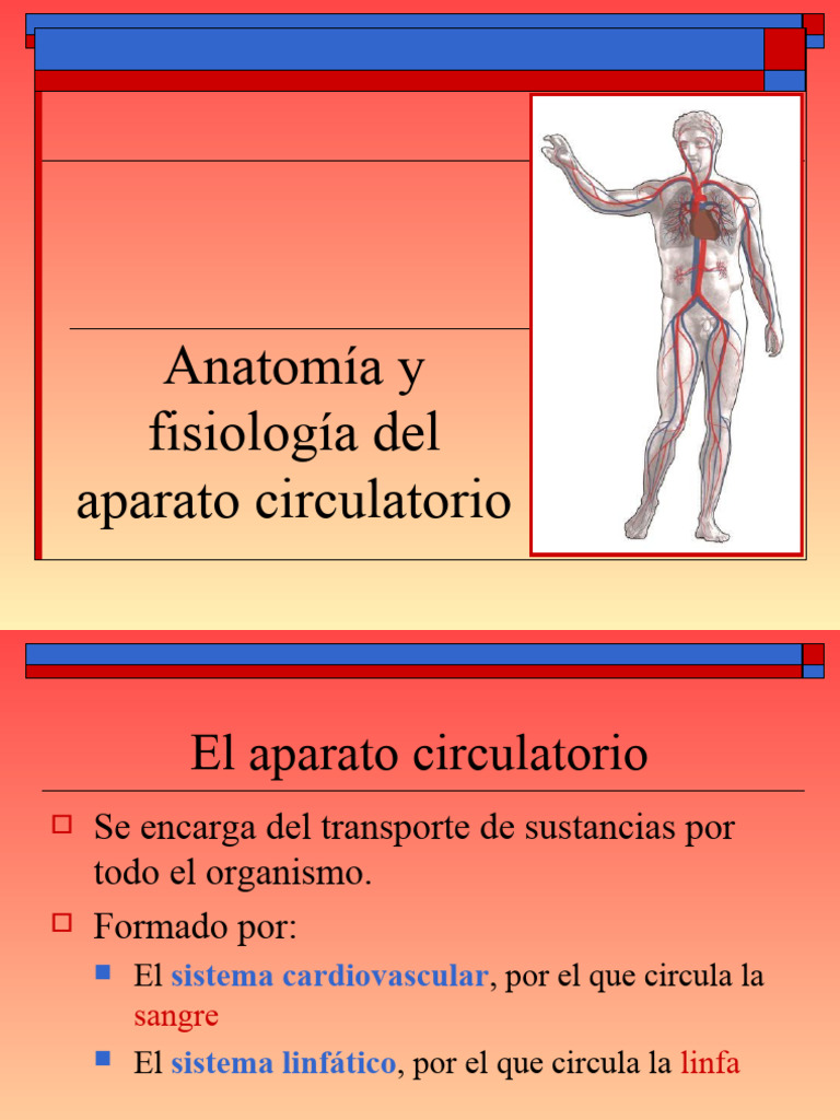 Anatomía y Fisiología del Sistema Circulatorio | PDF | Corazón ...