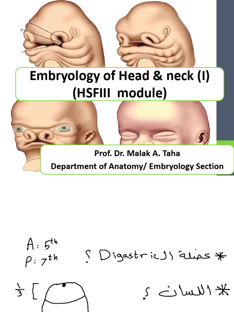 HSF Embryo 2 | PDF | Tongue | Anatomy