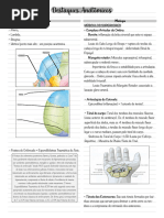 11 - Região Poplítea | PDF | Joelho | Anatomia humana