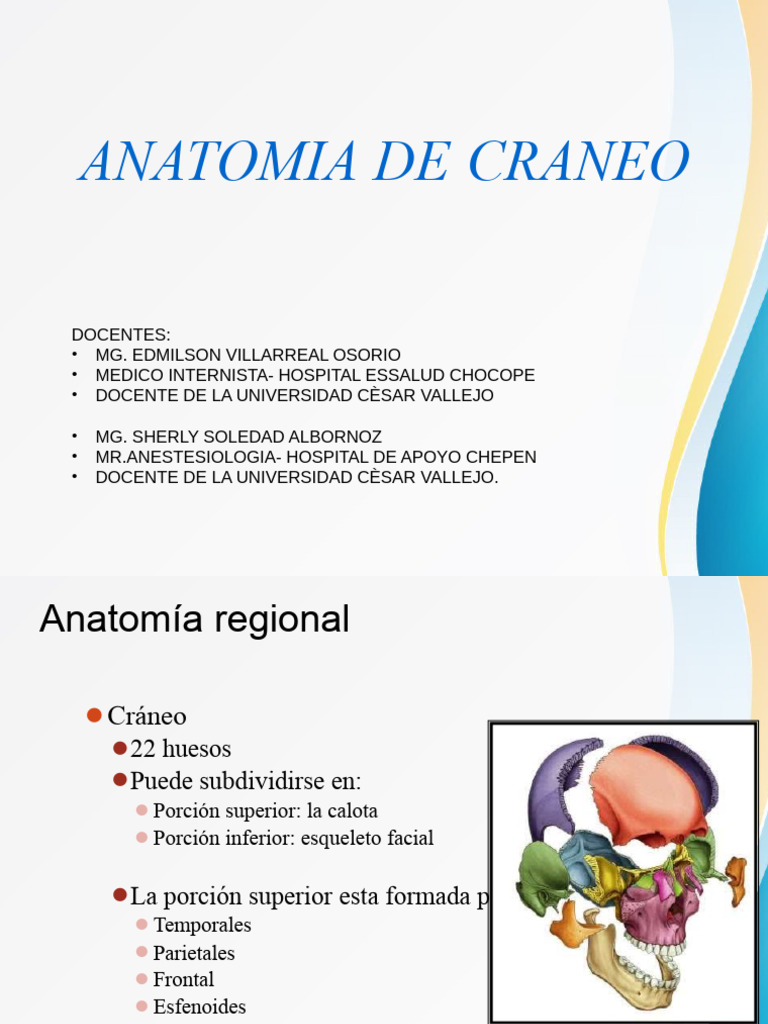 Anatomia de Craneo | Descargar gratis PDF | Cráneo | Sistema musculoesquelético